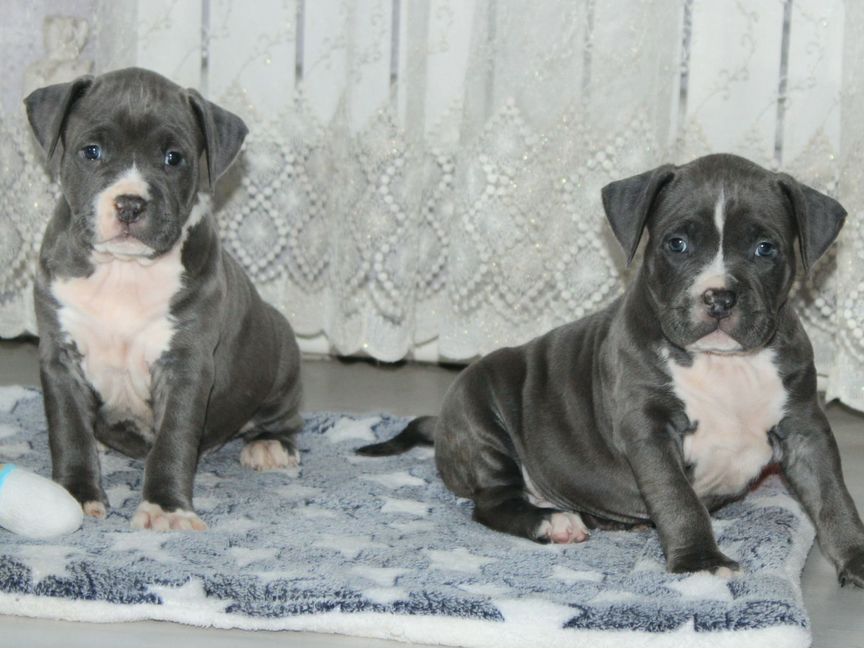 Ваша мечта. Голубые амстаффы