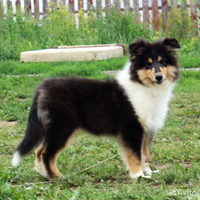 Коллята щенки