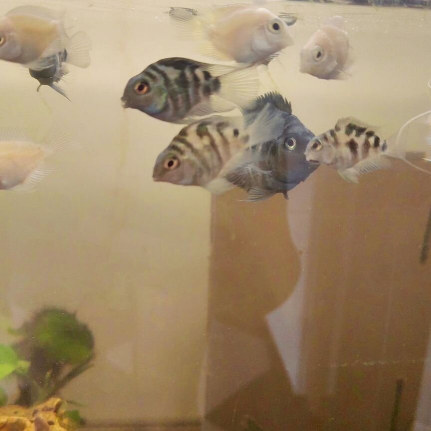 Рыбы для аквариума