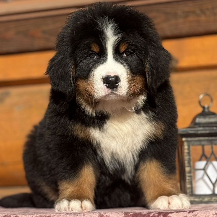 Бернский зенненхунд, щенок