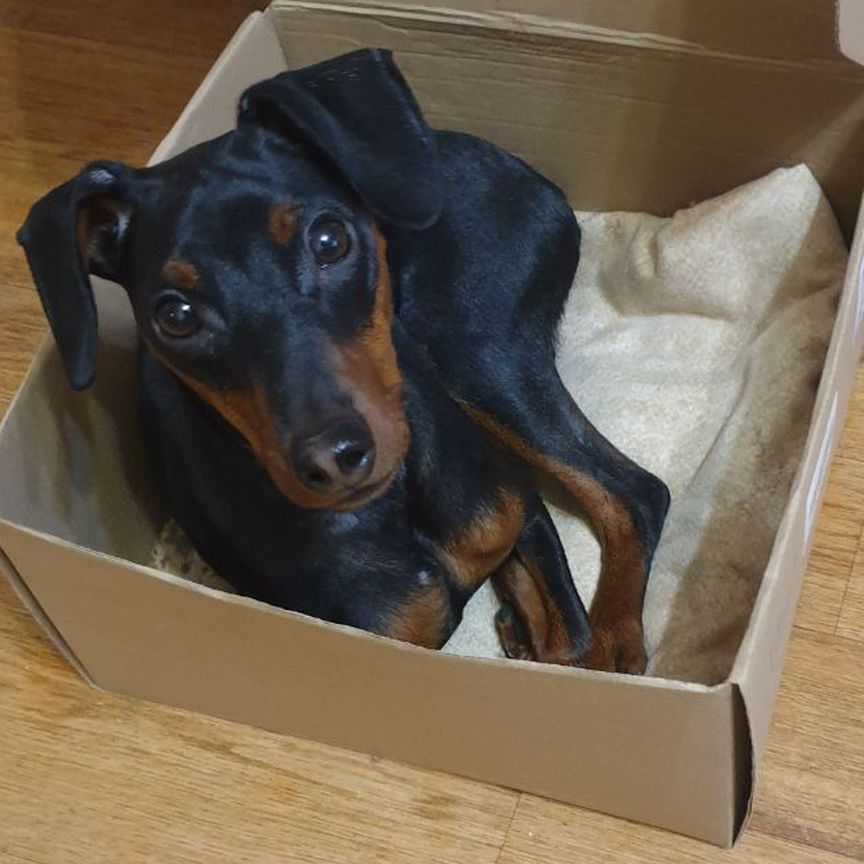 Цвергпинчер, щенок