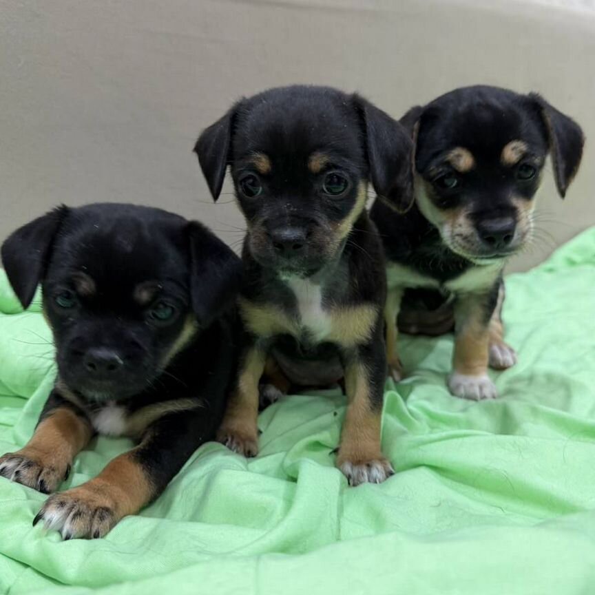 Чихуахуа, щенок