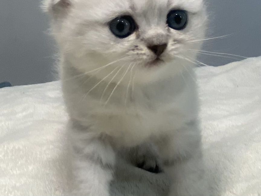 Шотландский котенок вислоухий