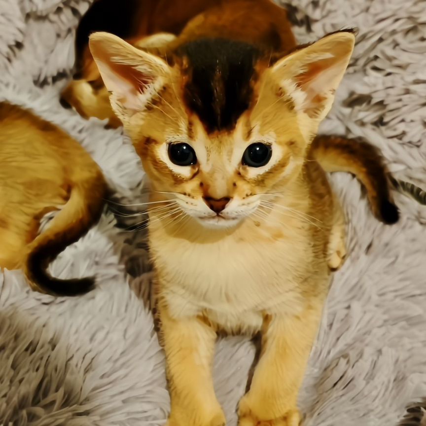 Абиссинский котёнок