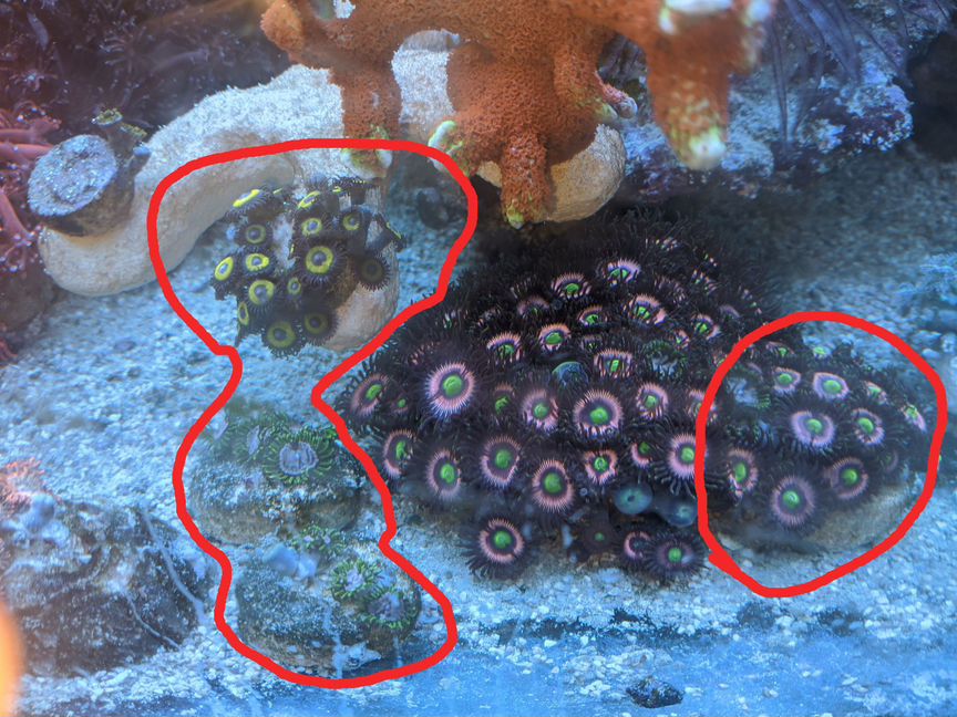 Морские живые кораллы