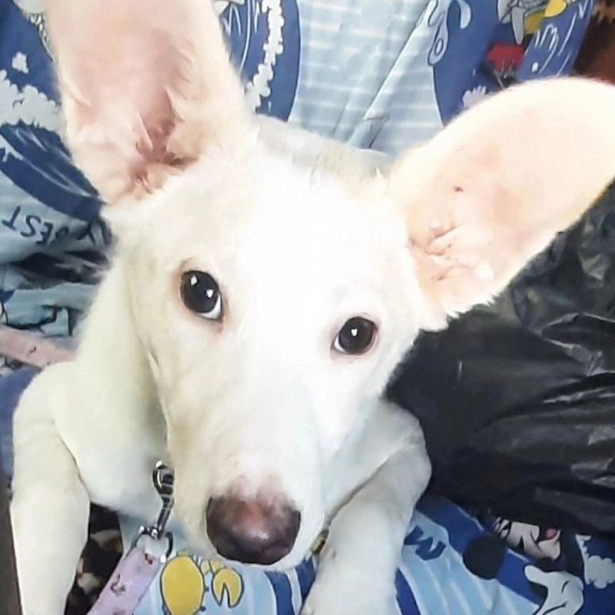 Кутенок в добрые руки