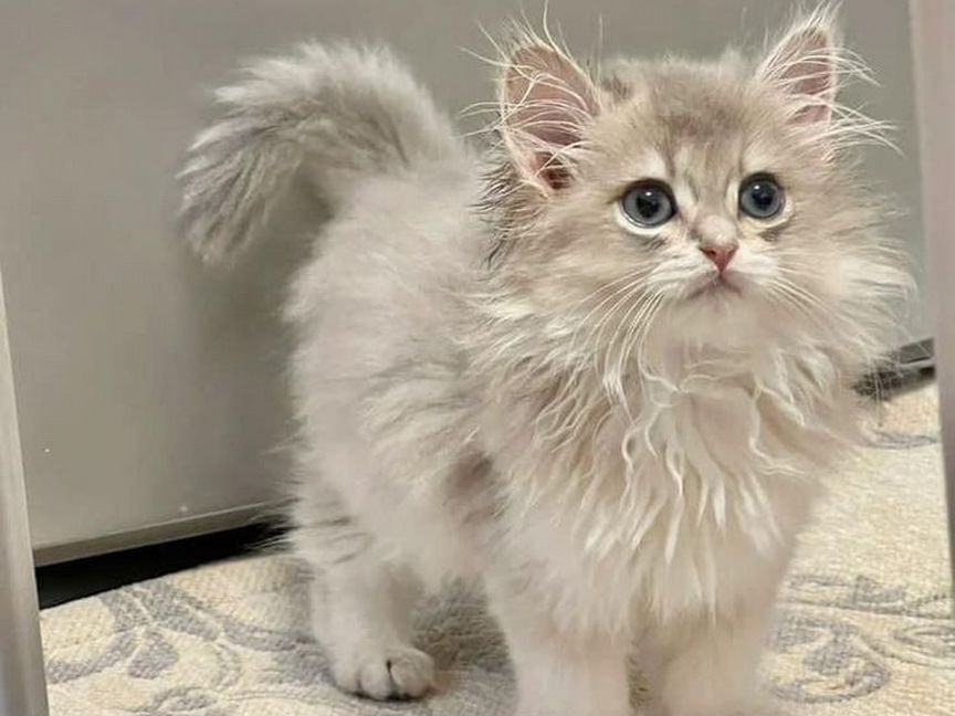 Котята и взрослые
