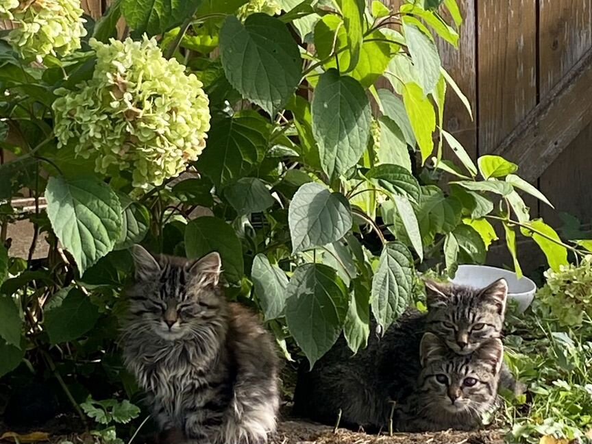 Котята в добрые руки