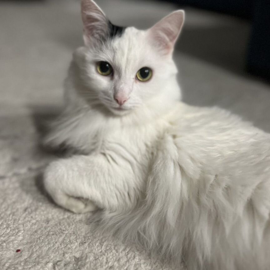 Взрослая кошка в добрые руки