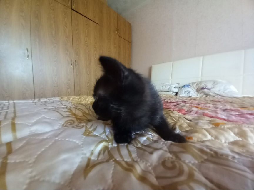 Продам британских котят