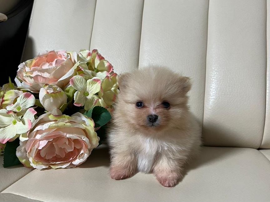 Померанский шпиц мини