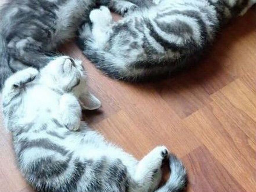 Шотландские котята