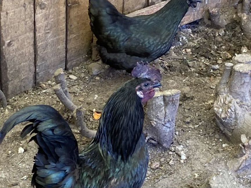 Курица петух ухейилюй