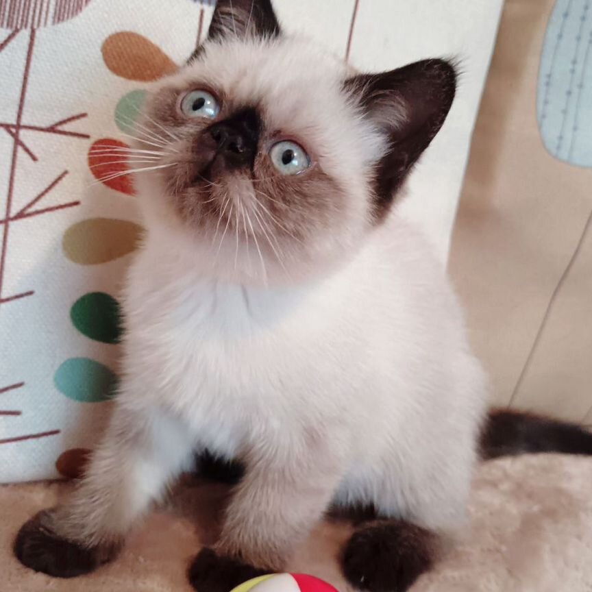 Экзотический короткошёрстный котёнок