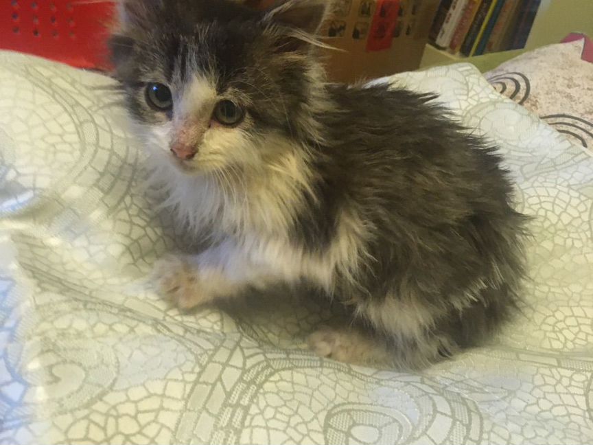 Котёнок