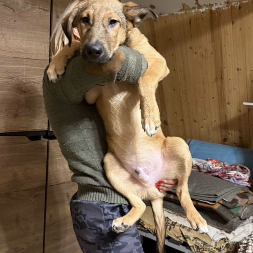 Щенок в добрые руки