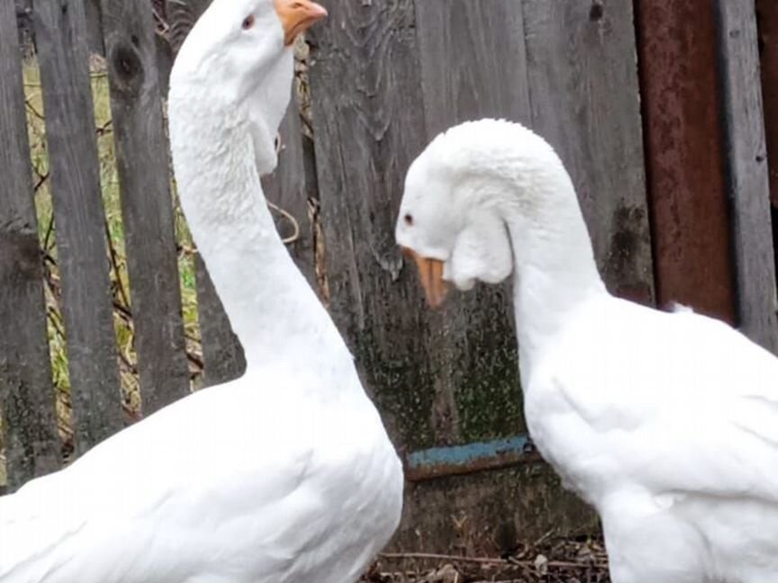Холмогорские гуси