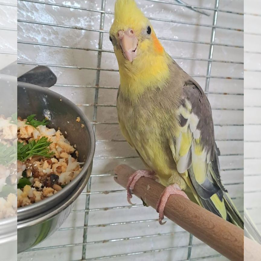 Попугай корелла