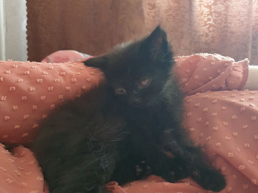 Котята бесплатно