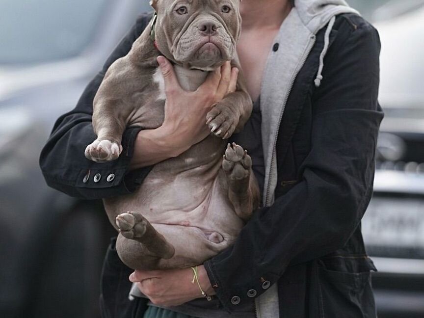 Американский булли микро