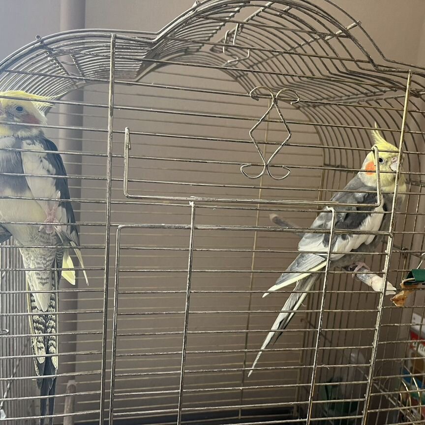 Попугаи корелла пара