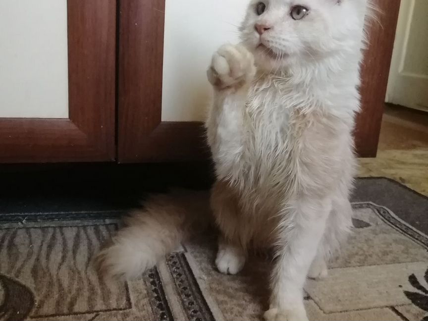 Кот Мейн-кун