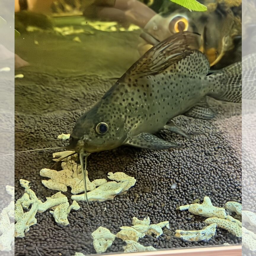 Синодонтис сом перевертыш