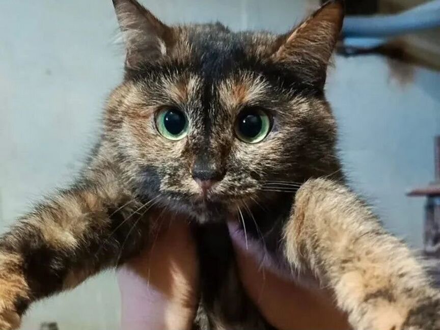 Котенок в добрые руки бесплатно