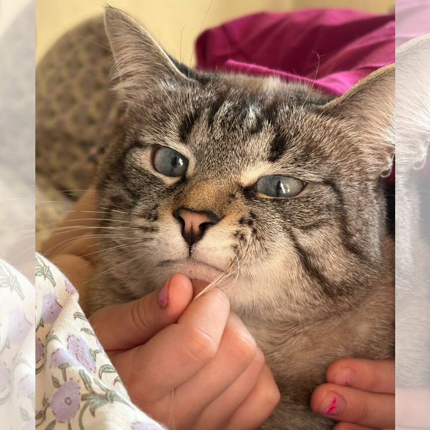 Котик в благополучную семью
