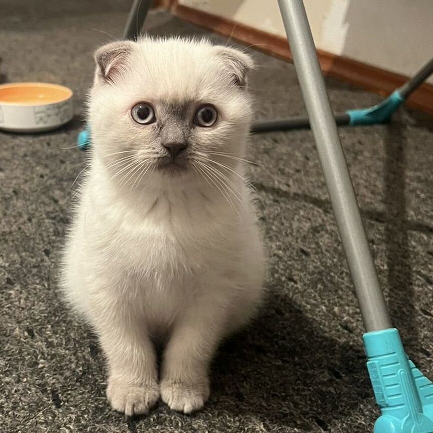 Котята веслоухие 5000 т р