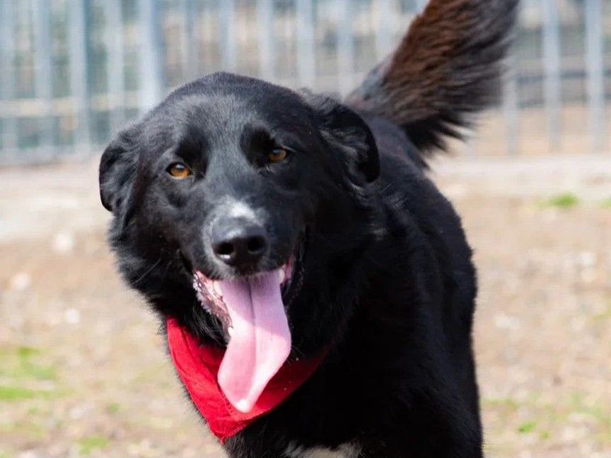 Любвеобильный красавчик Сэм