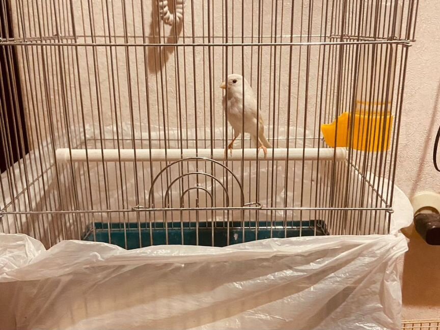 Кенара и канарейки