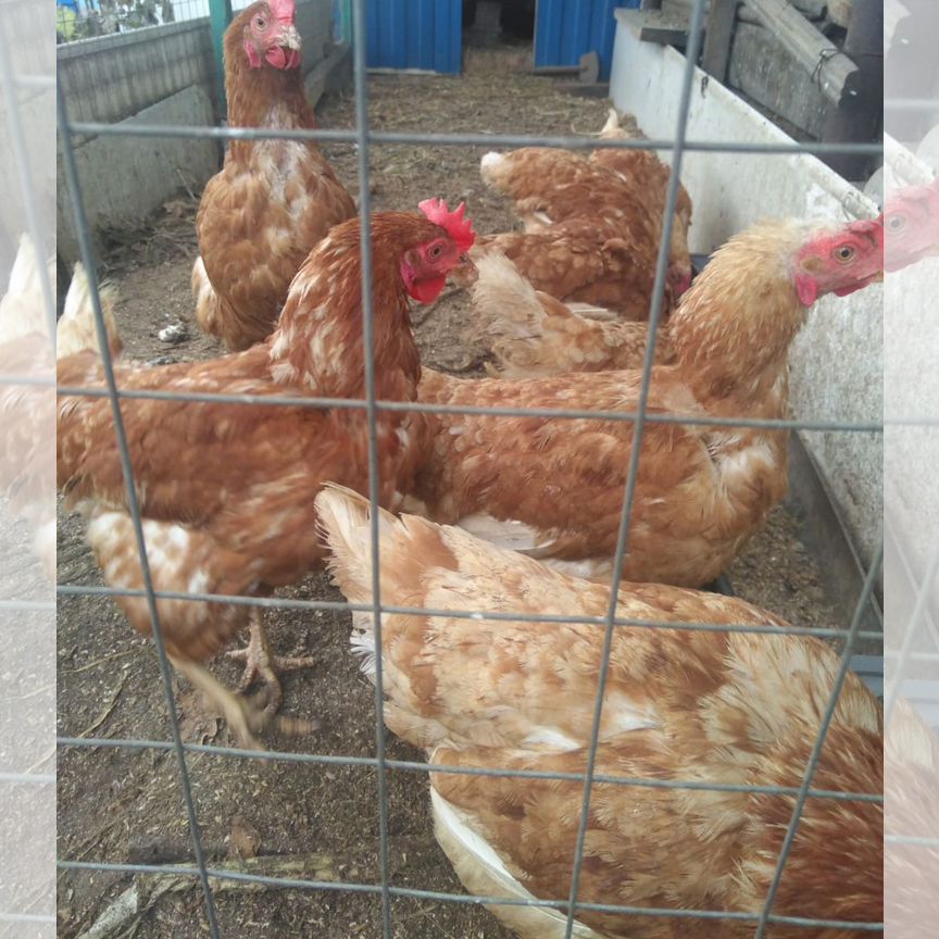 Куры несушки ломан браун