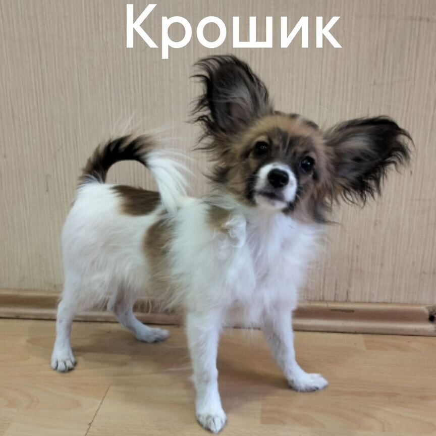 Малыш Крошик
