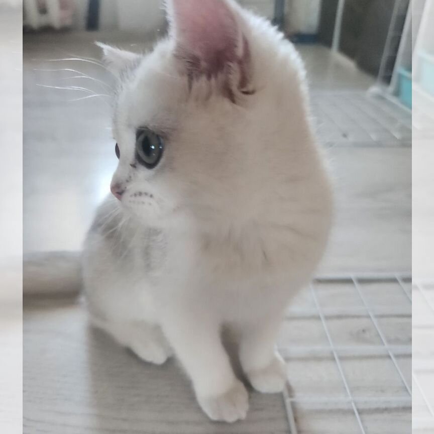 Шотландский вислоухий короткошёрстный котёнок