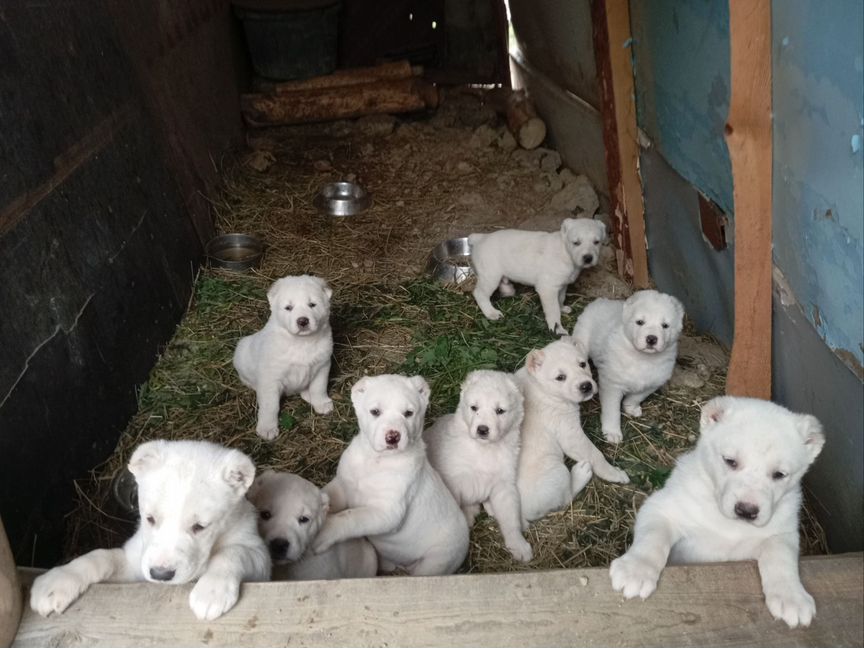 Среднеазиатская овчарка, алабай щенки