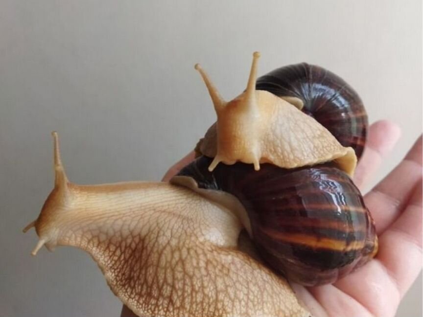 Улитки ахатины