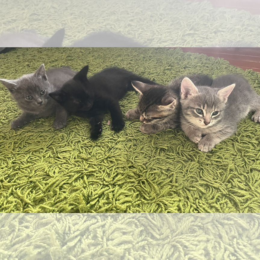 Котёнок в добрые руки