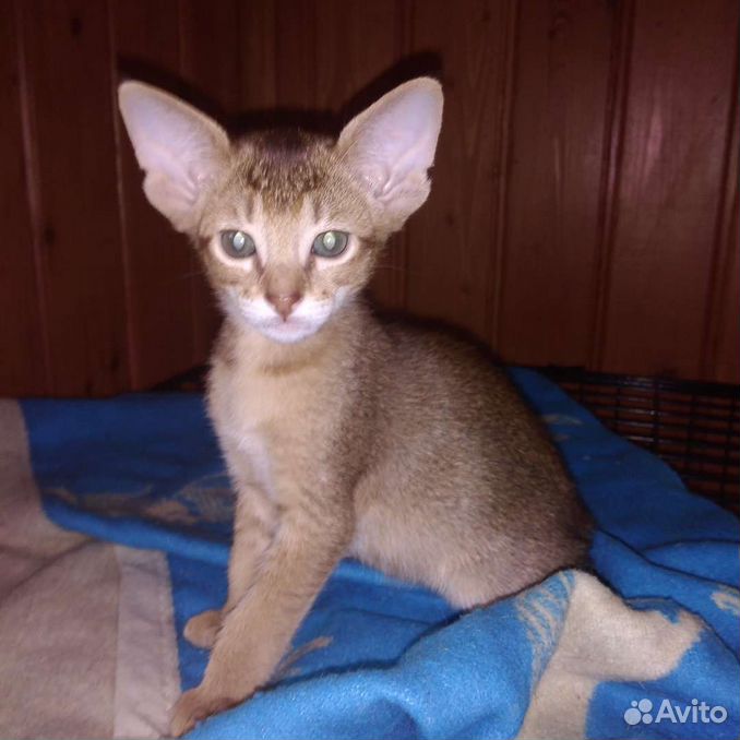 Абисинская