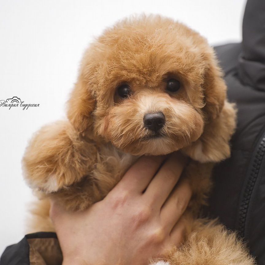 Пушон / бишпу / мальтипу