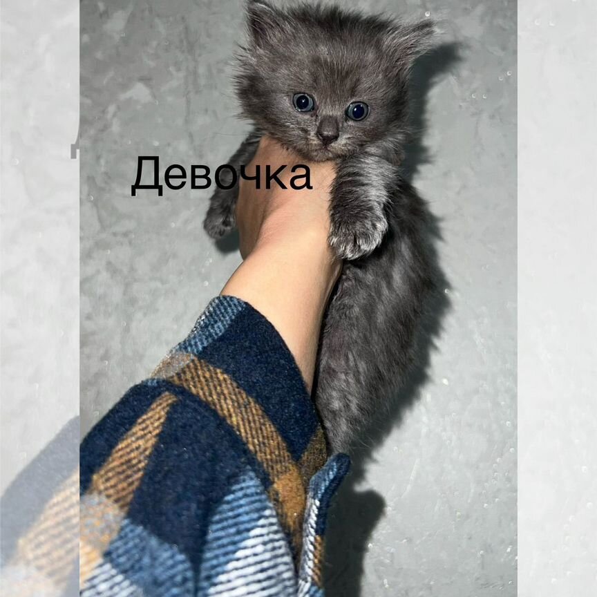 Котята