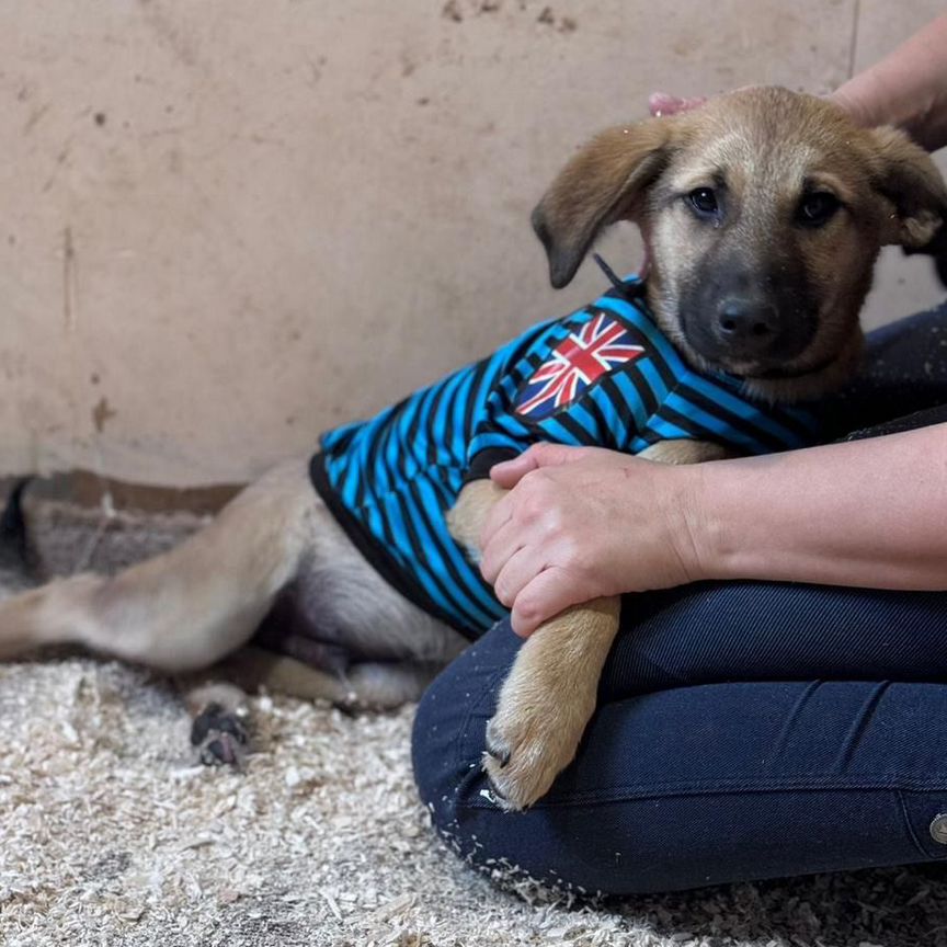 Маленький щенок Финик в добрые руки