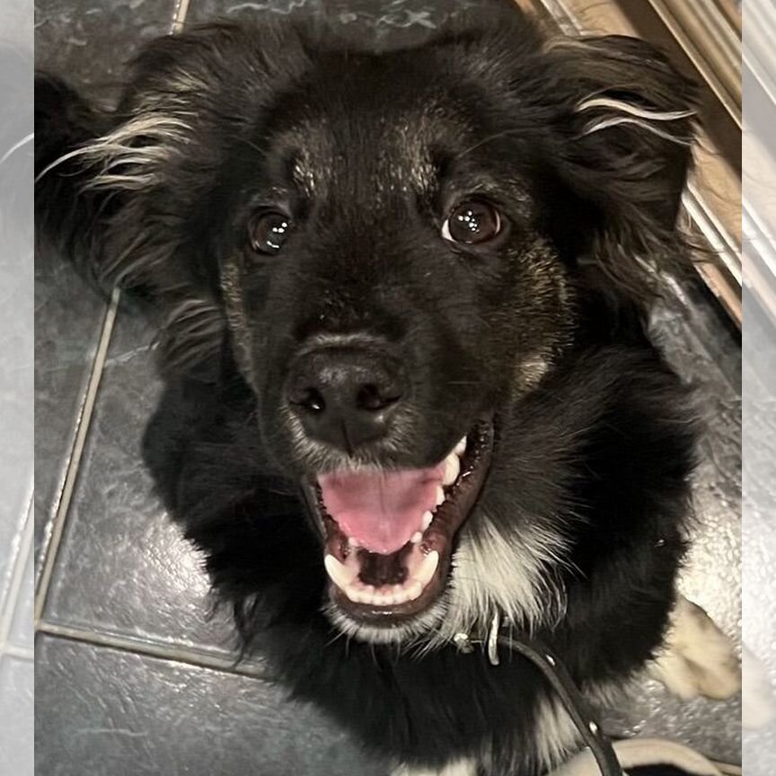 Щенок в добрые руки