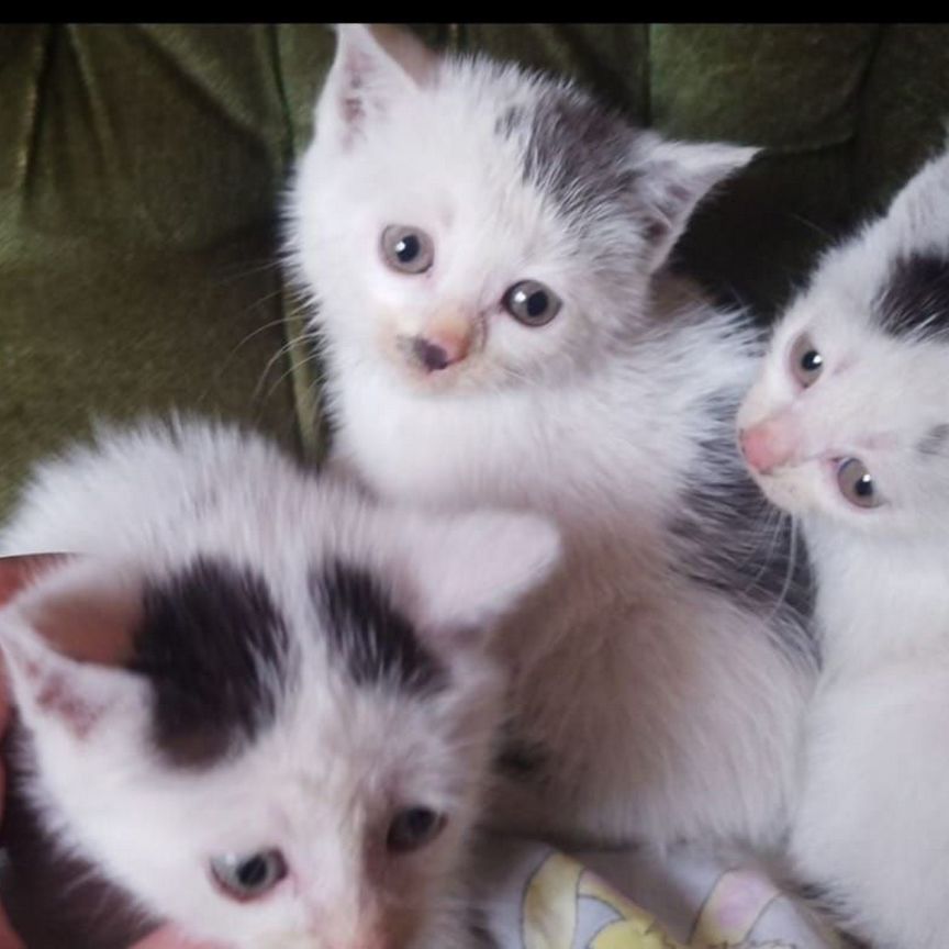 Котята в добрые руки бесплатно