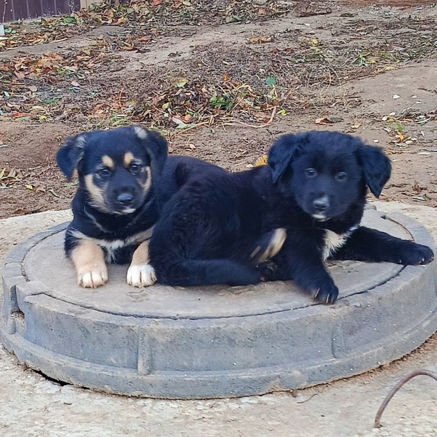 Щенки в самые добрые ручки
