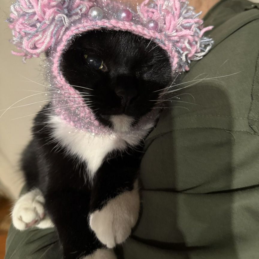 Шапочка для кошек