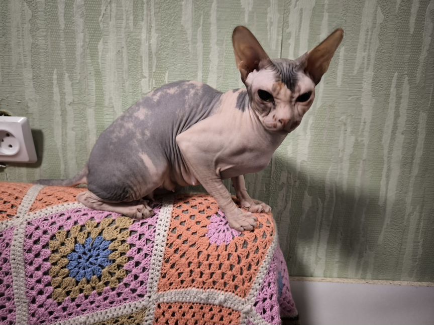 Кошка сфинкс бесплатно