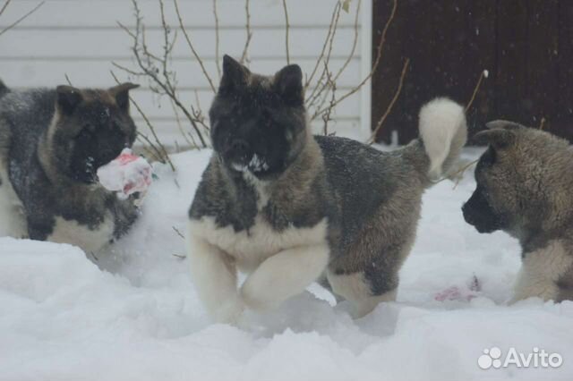 Щенки американской акиты купить в Кемерово | Животные и зоотовары | Авито