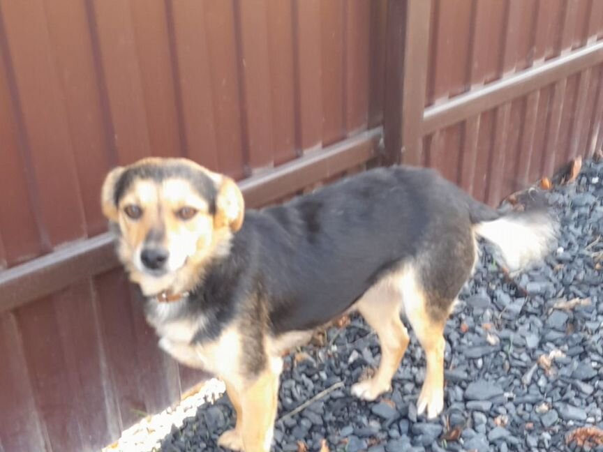 Отдам в добрые руки