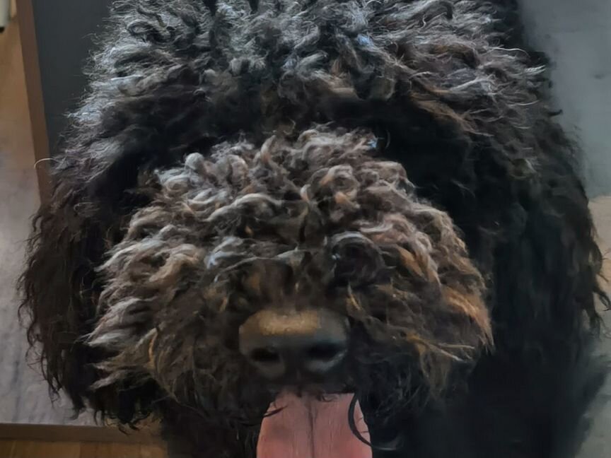 Пудель большой